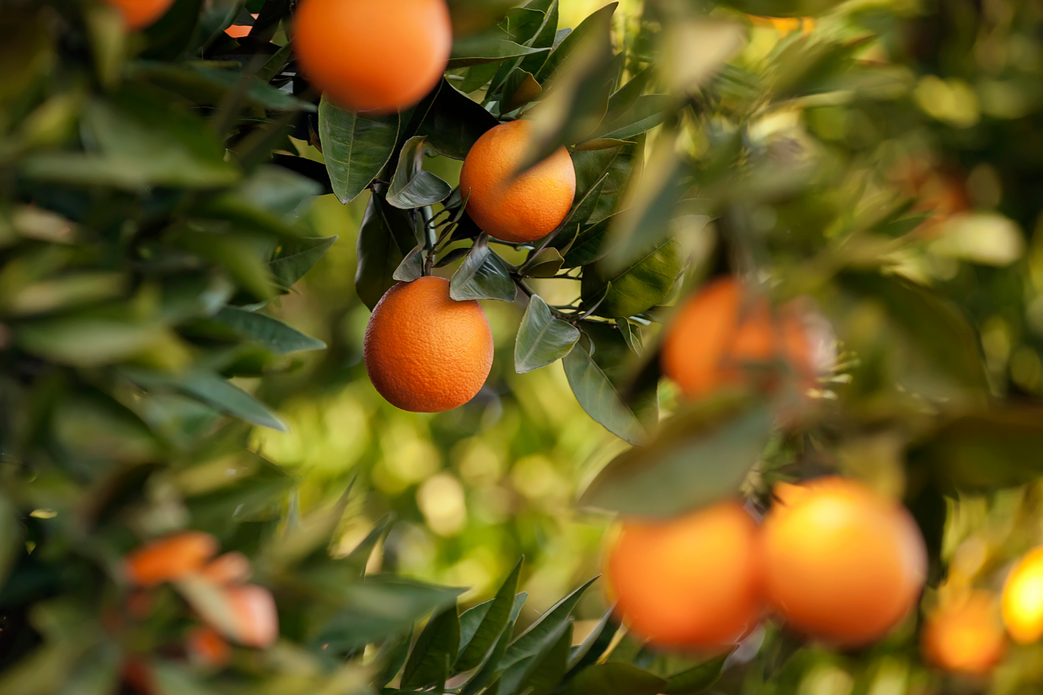 Premium Food Ingredients Supplier | De Monchy International